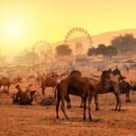 Private One Day Trip to Pushkar from Jaipur - The Practicalities and What It Means for You