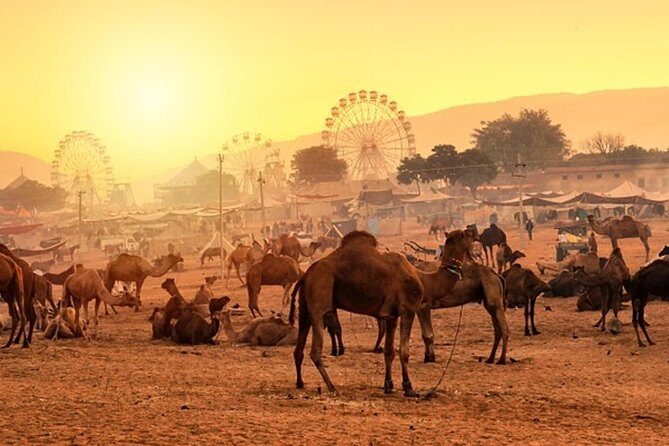Private One Day Trip to Pushkar from Jaipur - The Practicalities and What It Means for You