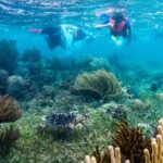 Private (only you) Reef Snorkeling in Puerto Morelos 2x40 minutes - Why Choose This Tour?