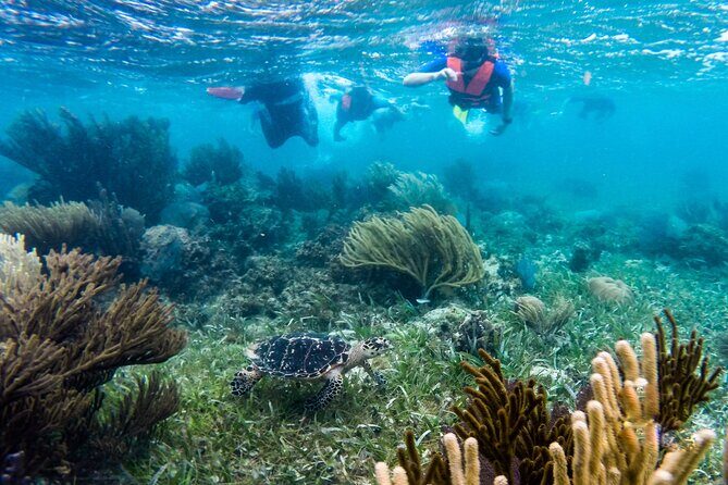 Private (only you) Reef Snorkeling in Puerto Morelos 2x40 minutes - Why Choose This Tour?