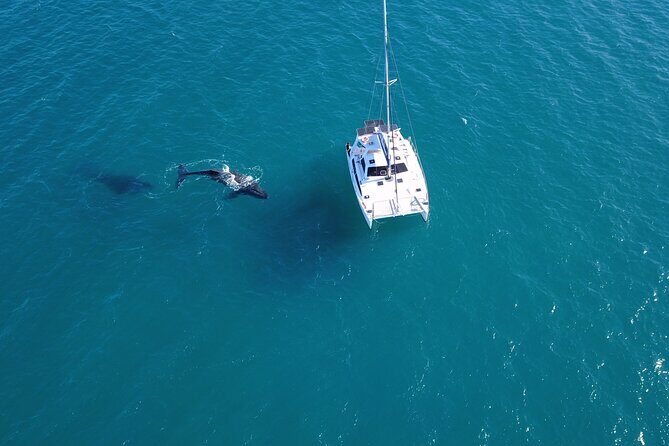 Private Overnight Skippered Humpback Whale Watch Experience - Who Should Consider This Tour?