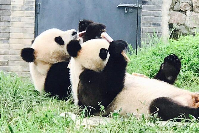 Private Panda Tour with Cooking Class One-day Trip - The Vegetarian Lunch at a Nunnery: Quiet, Delicious, and Cultural