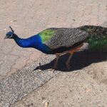 Private Phillip Island Day Tour - Transportation & Practicalities