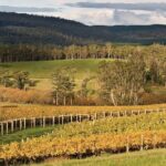 Private Pinot Noir Wine Tasting & Platter in Adelaide Hills - What’s Working Well