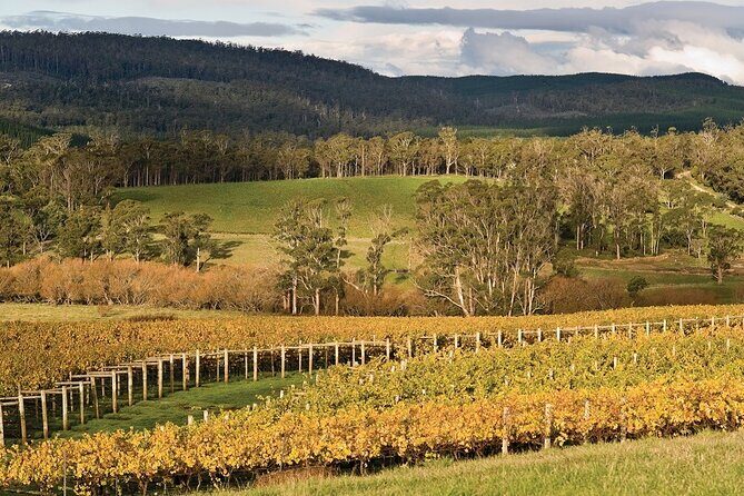 Private Pinot Noir Wine Tasting & Platter in Adelaide Hills - What’s Working Well