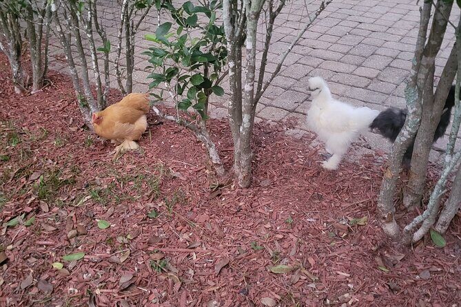 Private Rabbit and Chicken Petting Experience in Navarre - Who Should Consider This Tour?