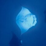 Private Reef Discovery Luxury Motu Lunch Cruise in Bora Bora - Why Is This Tour Worth Considering?