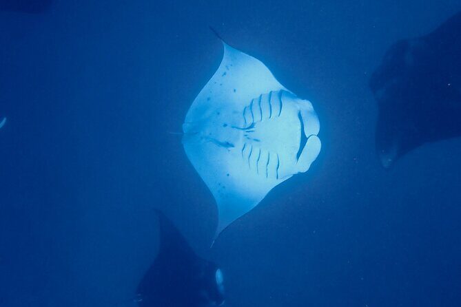 Private Reef Discovery Luxury Motu Lunch Cruise in Bora Bora - Why Is This Tour Worth Considering?