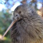 Private Rotorua Tour from Tauranga (Max 11) - A Closer Look at the Itinerary