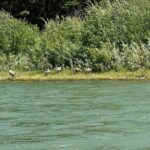 Private Scenic Snake River Float - Grand Teton Nat'l Park - The Itinerary in Detail