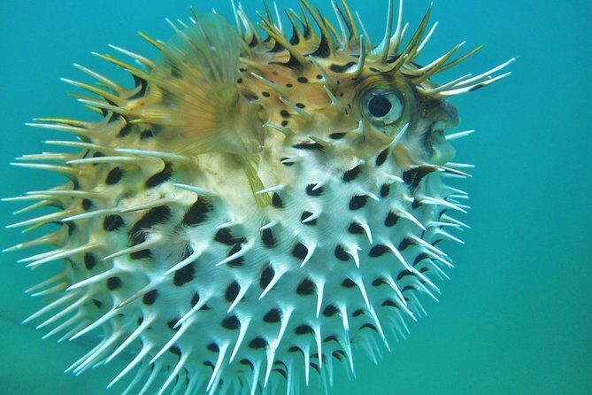 Private Snorkel Cruise in Cabo San Lucas - Authentic Experiences and What Travelers Say