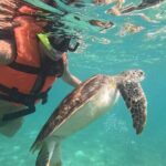 Private Snorkeling with Sea Turtles in Akumal Beach - The Itinerary: What Does the Tour Involve?