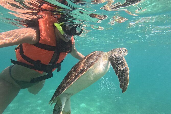 Private Snorkeling with Sea Turtles in Akumal Beach - The Itinerary: What Does the Tour Involve?