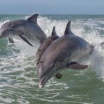 PRIVATE Sunset & Sightseeing Boat Trip of Naples Bay and the Gulf - What’s Included and What’s Not