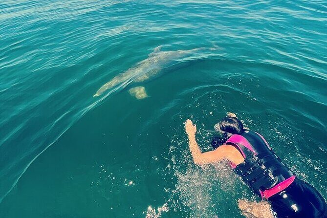 Private Swim with Dolphins And Snorkeling Tour - The Value of a Private Tour in Panama City Beach