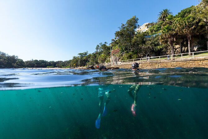 Private Sydney Snorkeling Experience: Explore Cabbage Tree Bay - What Reviewers Say