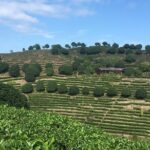 Private Tea Picking Tour and Taste in Yangshuo - An In-Depth Look at the Tour Experience