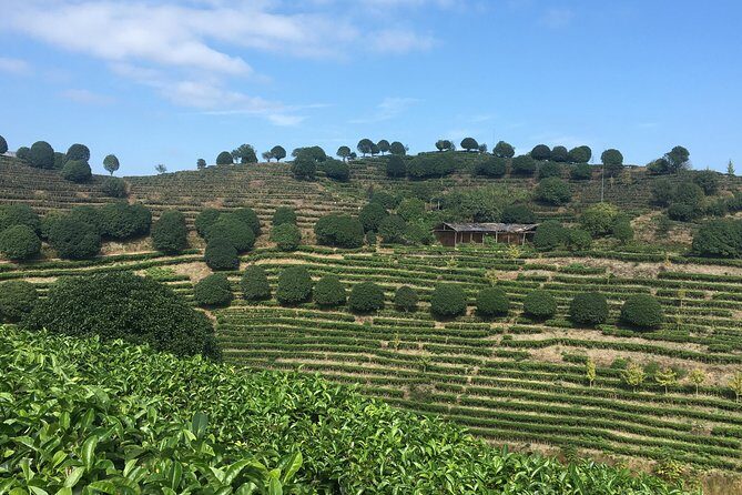 Private Tea Picking Tour and Taste in Yangshuo - An In-Depth Look at the Tour Experience