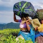 Private Tea Tour and Tea Factory - Practical Details and Value