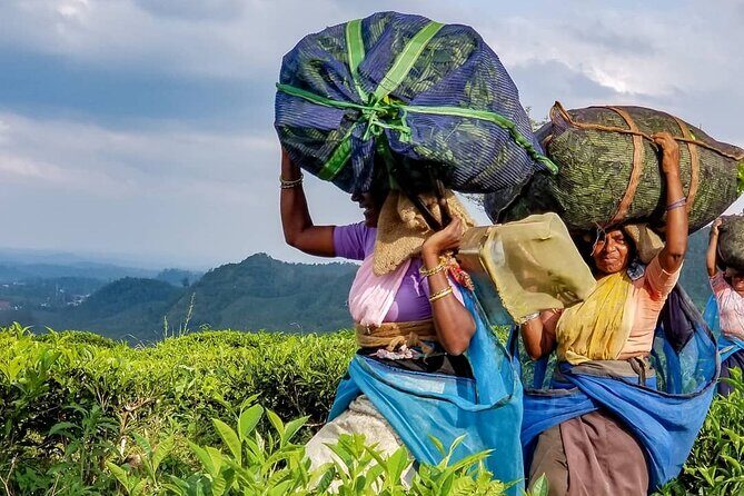 Private Tea Tour and Tea Factory - Practical Details and Value