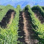 Private Temecula Wine Tour from Anaheim - Who Should Consider This Tour?