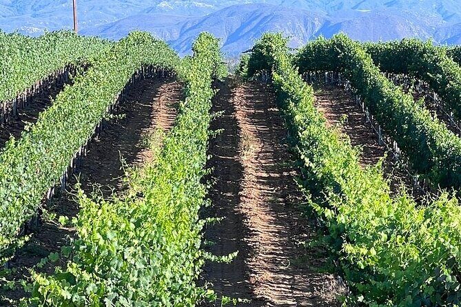 Private Temecula Wine Tour from Anaheim - Who Should Consider This Tour?
