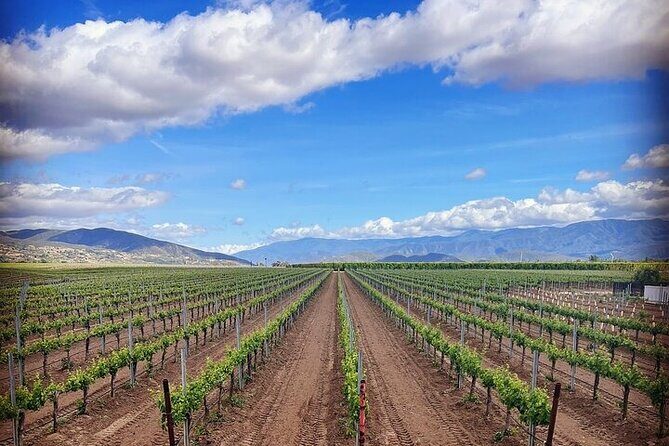 Private Temecula Wine Tour from Downtown San Diego - Analyzing the Value