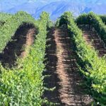 Private Temecula Wine Tour from Pacific Beach - Who will enjoy this tour most?