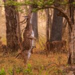 Private Tiger Safari to Panna National Park from Khajuraho - The Sum Up: Is It Worth It?