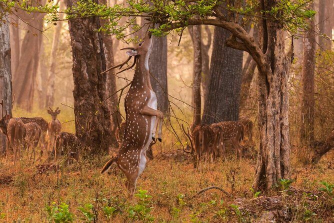 Private Tiger Safari to Panna National Park from Khajuraho - The Sum Up: Is It Worth It?