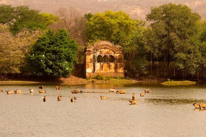 Private Tour: 2-Day Ranthambore National Park from Jaipur - Day 1: From Jaipur to Ranthambore