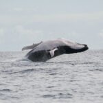 Private Tour 4h Whale watching quiet area peninsula Tahiti - Who Will Love This Tour?