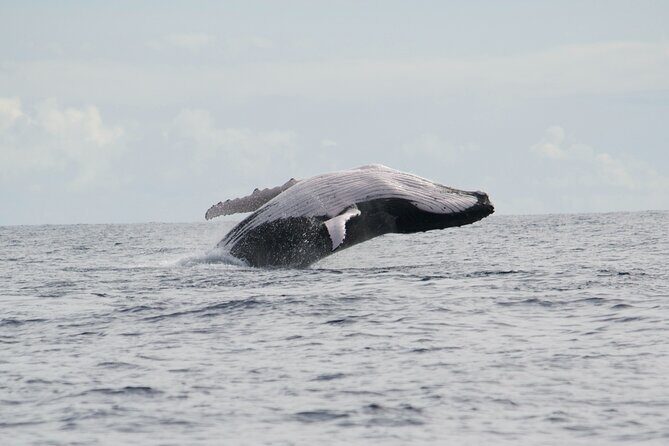 Private Tour 4h Whale watching quiet area peninsula Tahiti - Who Will Love This Tour?