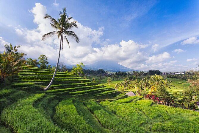 Private Tour : Bali Bird park and Tegenungan Waterfall - Exploring Bali’s Wildlife at Bali Bird Park