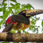 Private Tour: Birdwatching Playa del Carmen - Who Should Book This Tour?