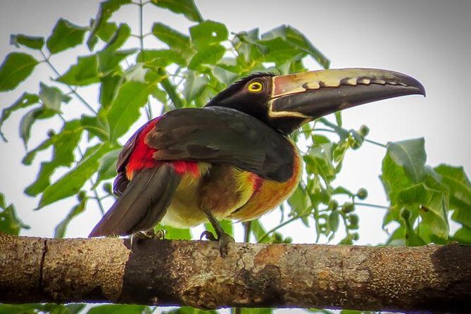 Private Tour: Birdwatching Playa del Carmen - Who Should Book This Tour?