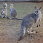 Private Tour: Blue Mountains Day Trip from Sydney - Lunch with a View: Hydro Majestic Hotel
