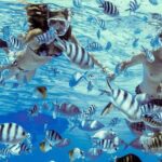 Private Tour: Bora Bora Lagoon Eco Snorkel Cruise - 3hrs or 6hrs - The Tour Itinerary in Detail