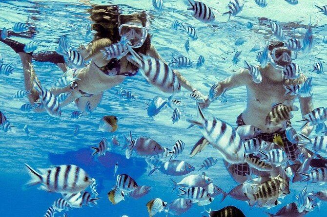 Private Tour: Bora Bora Lagoon Eco Snorkel Cruise - 3hrs or 6hrs - The Tour Itinerary in Detail