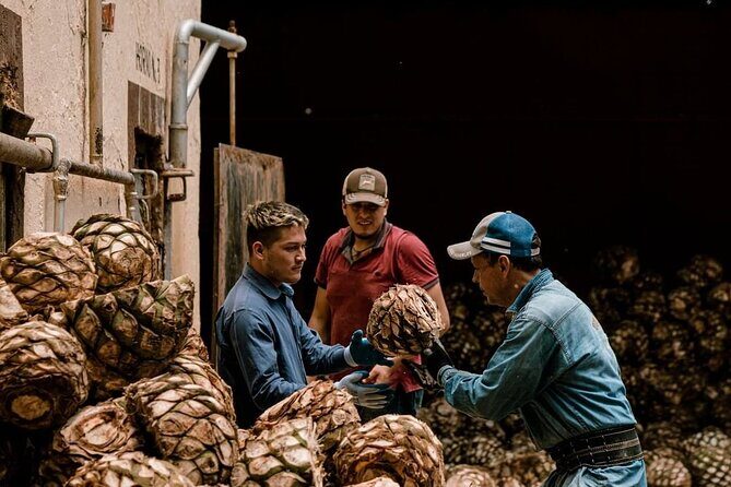 Private Tour Cascahuin Distillery and visit to Tequila - How the Experience Comes Together for You