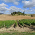 PRIVATE TOUR: Chianti Afternoon tour with visit to 2 wine farms - How the Experience Feels in Practice
