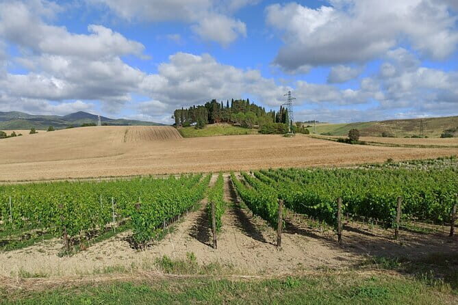 PRIVATE TOUR: Chianti Afternoon tour with visit to 2 wine farms - How the Experience Feels in Practice