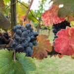 Private Tour: Chianti Winery, Montefioralle, and Greve in Chianti - Who Will Love This Tour?