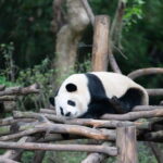 Private Tour: Discovering Pandas & the Majestic Giant Buddha - The Practicalities