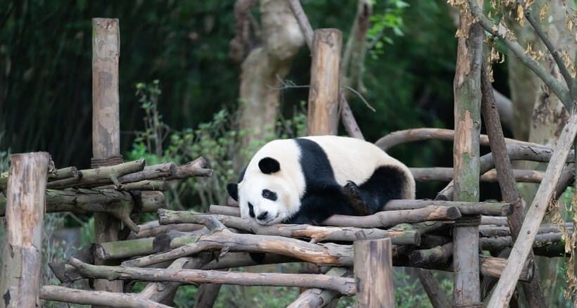 Private Tour: Discovering Pandas & the Majestic Giant Buddha - The Practicalities