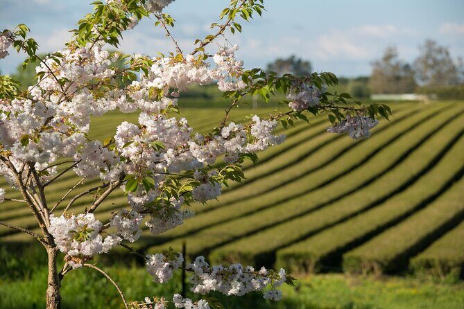 Private tour from Auckland - Waitomo Glowworm Caves, Zealong Tea & Kiwi Bird - Practical Considerations