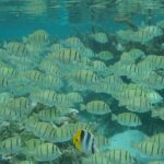 Private tour from Raiatea - 1/2 day excursion to Tahaa or other - What to Expect: Comfort, Timing, and Value