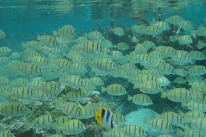 Private tour from Raiatea - 1/2 day excursion to Tahaa or other - What to Expect: Comfort, Timing, and Value