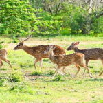 Private Tour from Sigiriya to Kandy with Wasgamuwa Safari - What to Expect: The Day in Detail