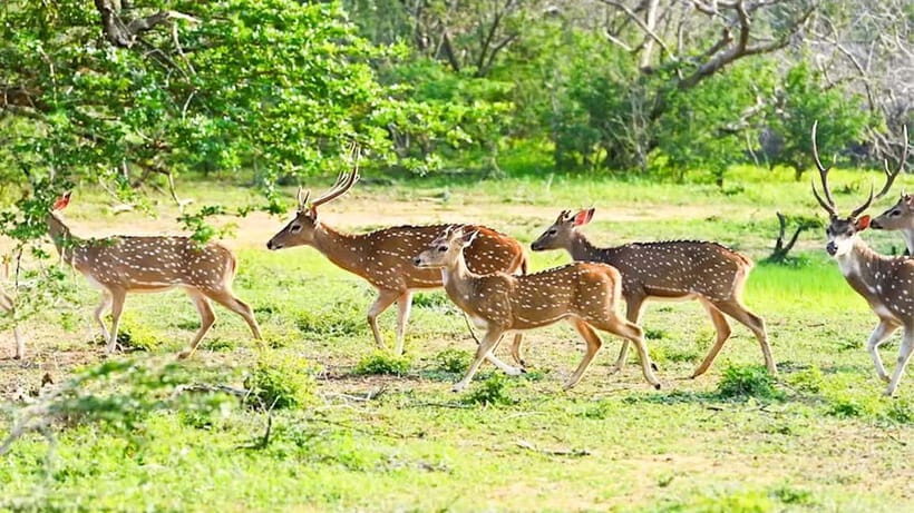 Private Tour from Sigiriya to Kandy with Wasgamuwa Safari - What to Expect: The Day in Detail